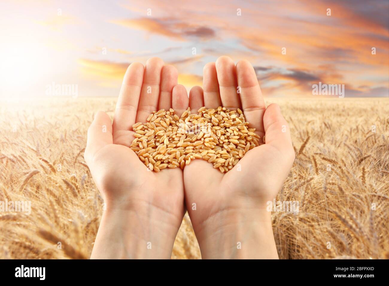 Farmer holding barley grains hi-res stock photography and images - Alamy