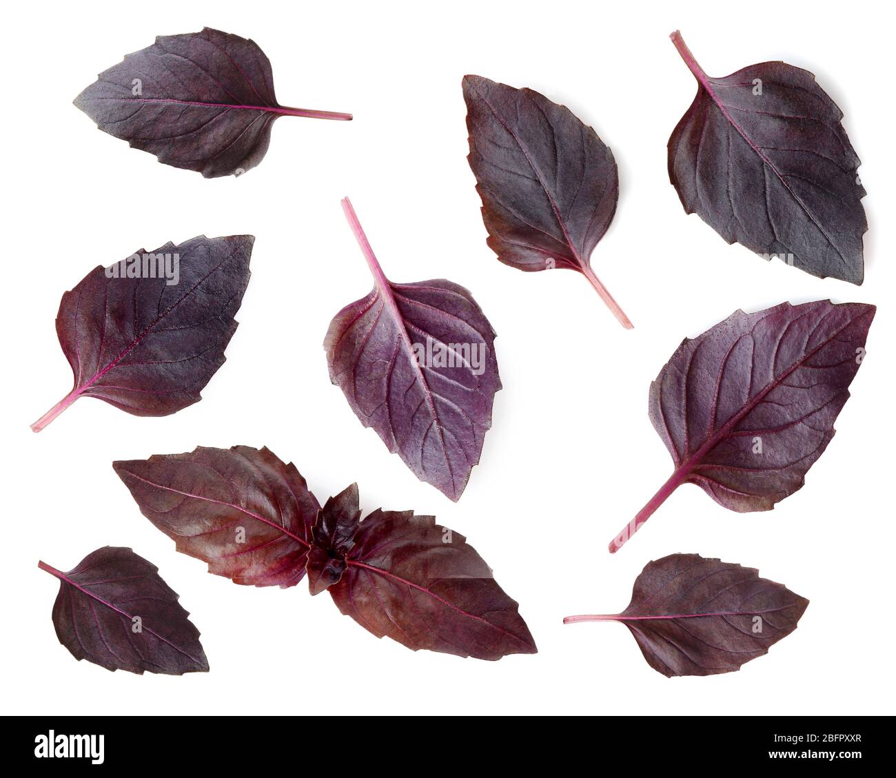 Collage of fresh basil on white background Stock Photo - Alamy