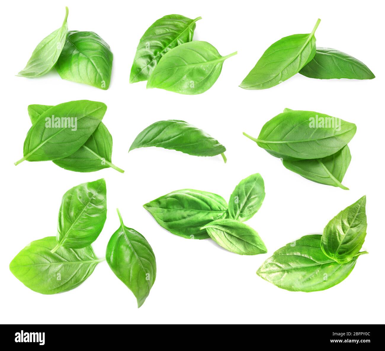Collage of fresh basil on white background Stock Photo - Alamy