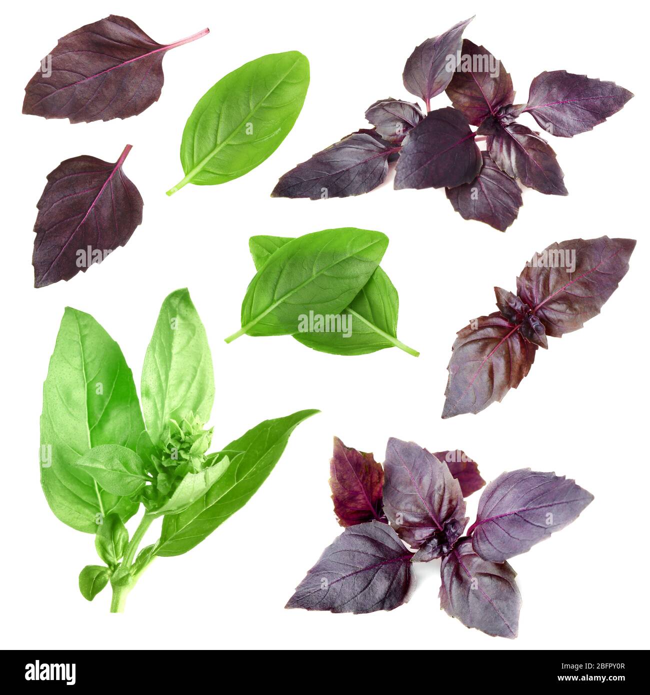 Collage of fresh basil on white background Stock Photo - Alamy