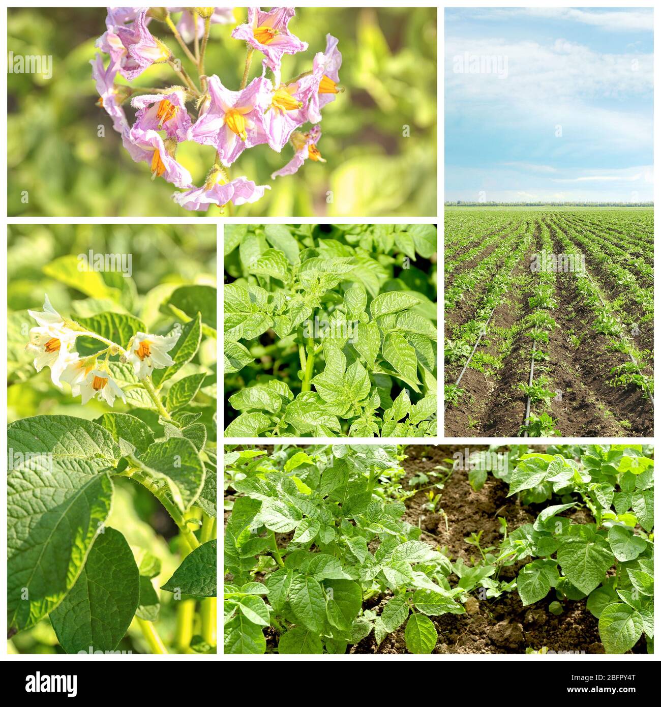 All varieties of collage hi-res stock photography and images - Alamy