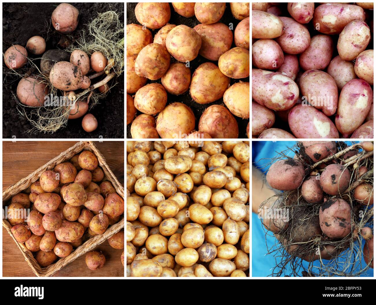 Collage with different kinds of potatoes Stock Photo - Alamy