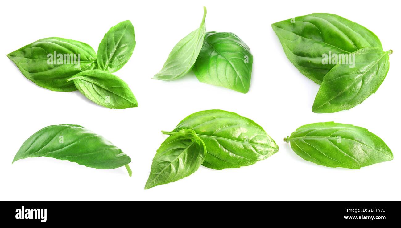 Collage of fresh basil on white background Stock Photo - Alamy