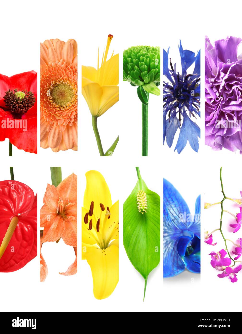 Collage with different flowers on white background Stock Photo - Alamy