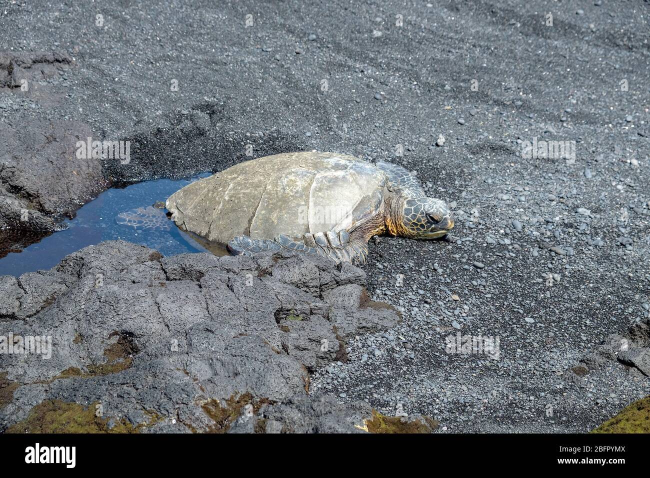 turtle on the beach Stock Photo - Alamy
