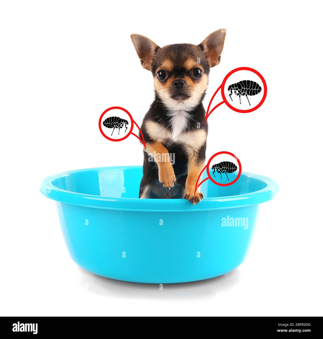 Puppy infested with fleas in basin on white background Stock Photo - Alamy