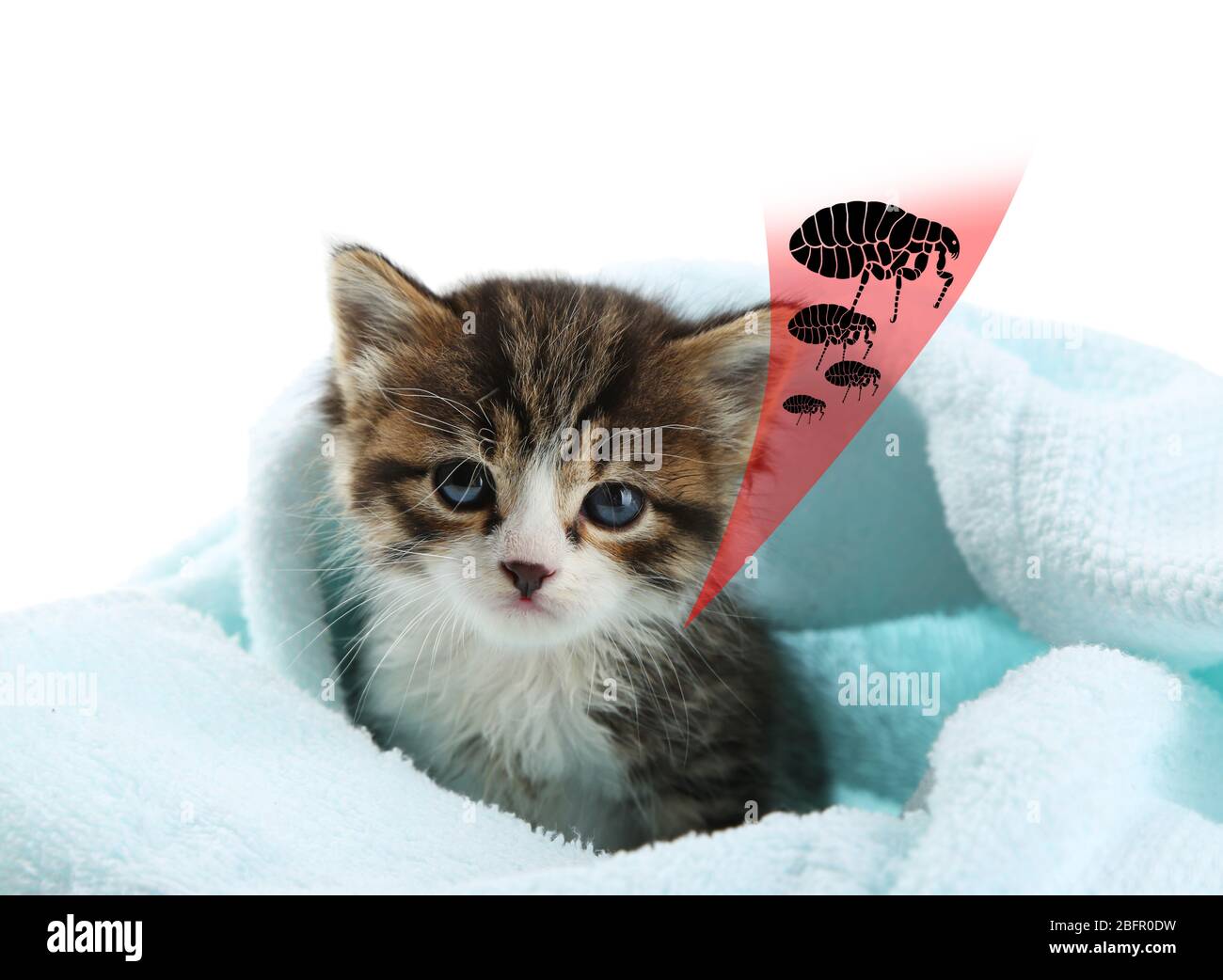 Kitten infested with fleas on white background Stock Photo - Alamy
