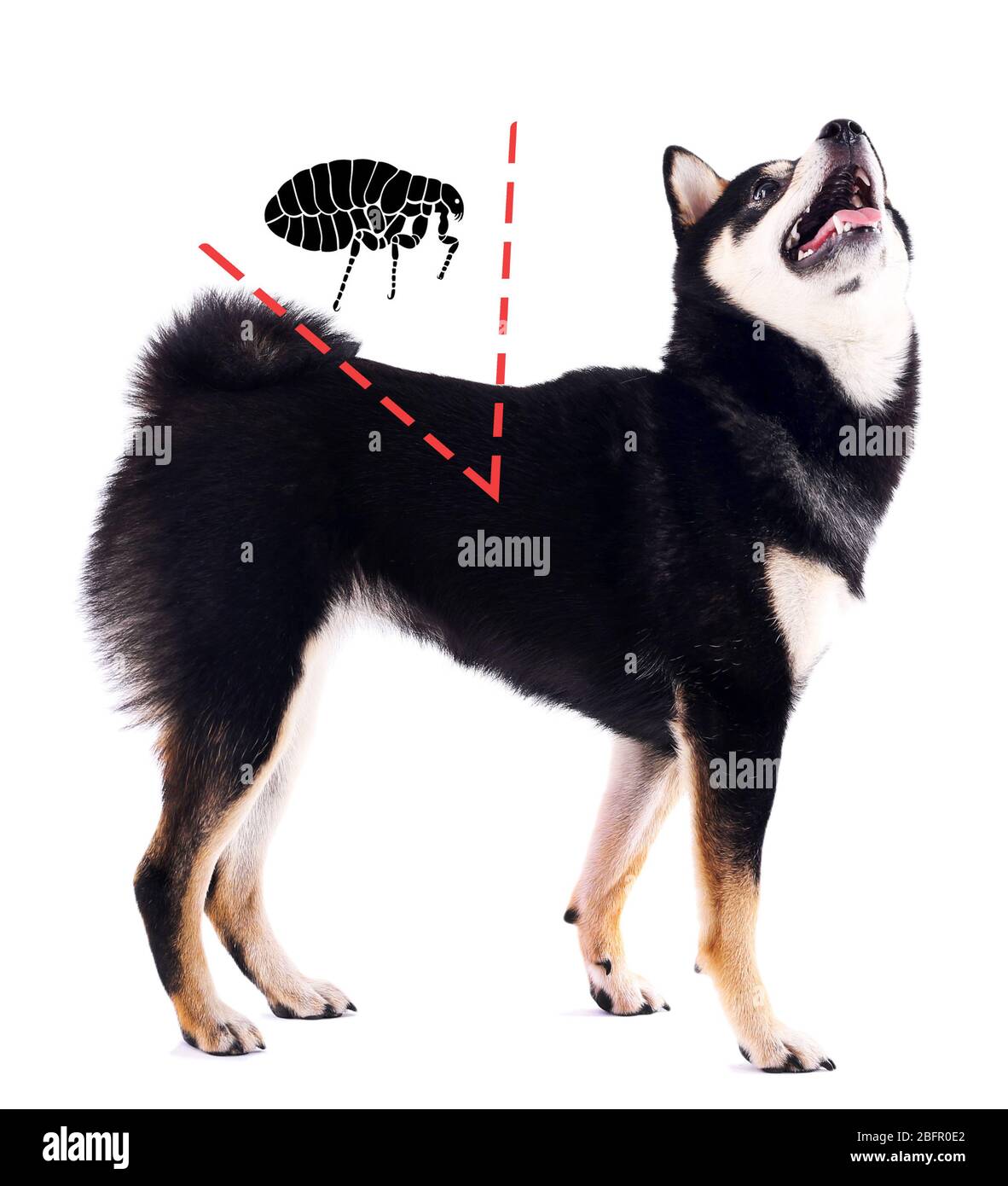 Dog infested with fleas on white background Stock Photo - Alamy