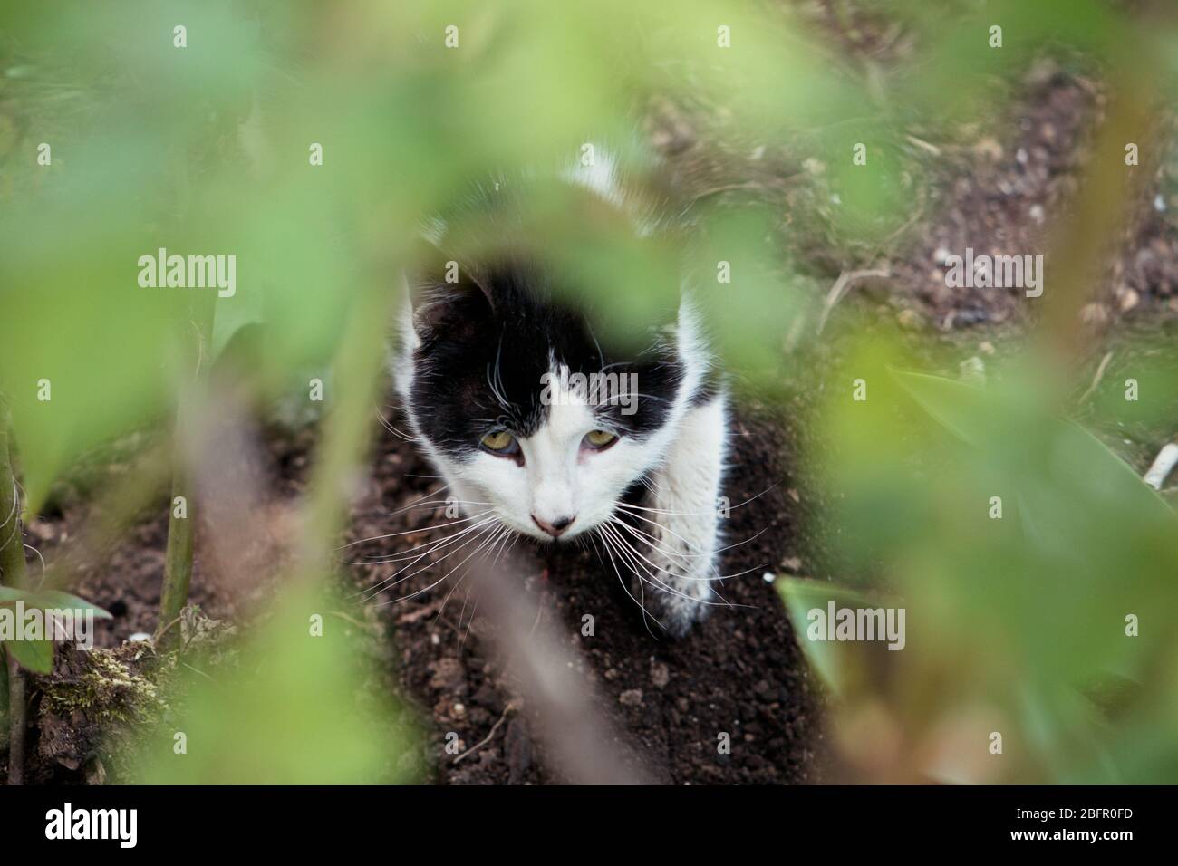 Cat hiding in the garden Stock Photo - Alamy