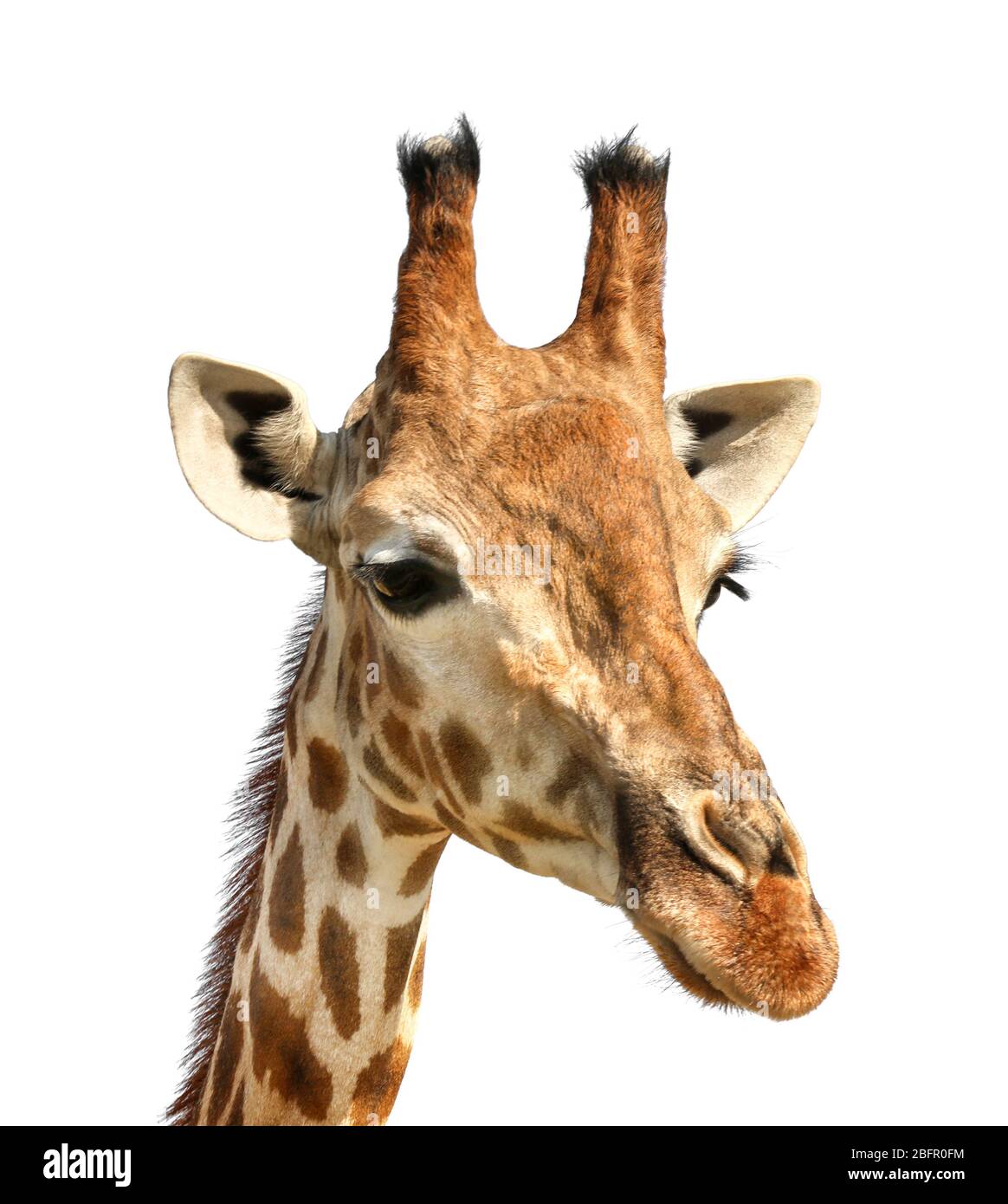 Portrait of cute giraffe on white background Stock Photo - Alamy