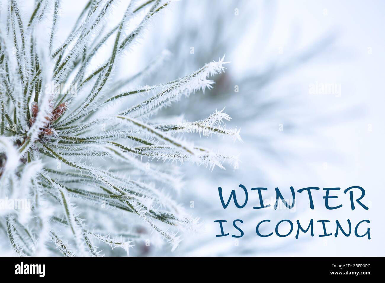 Closeup view of frozen tree branch and text WINTER IS COMING Stock ...