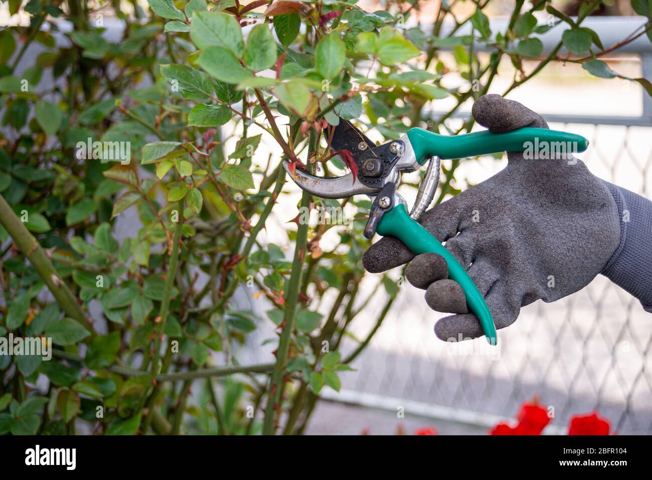 Hand trimming hi-res stock photography and images - Alamy