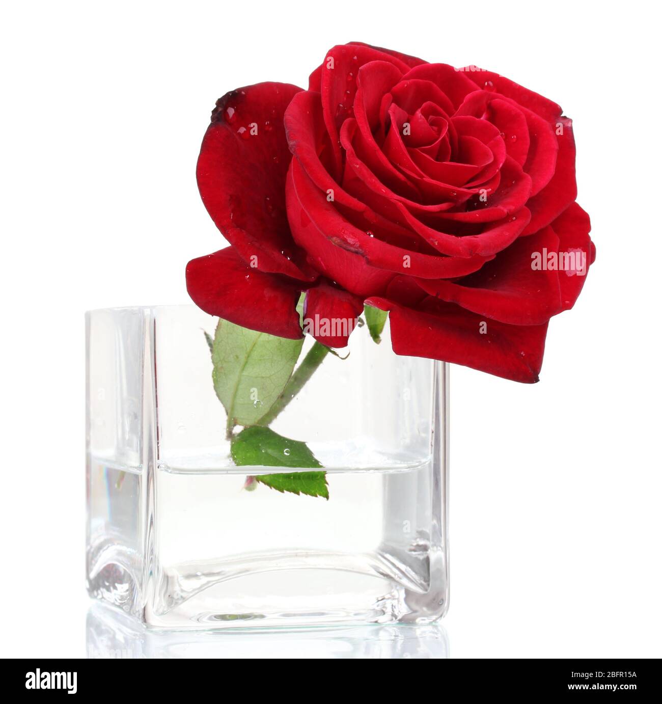Beautiful red rose in transparent vase isolated on white Stock Photo ...
