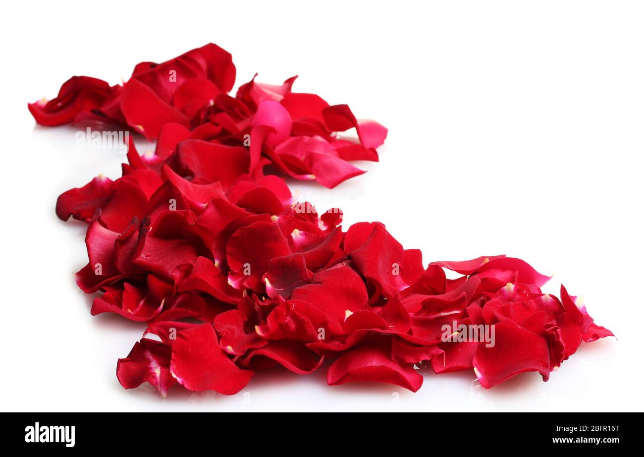 beautiful petals of red roses isolated on white Stock Photo - Alamy