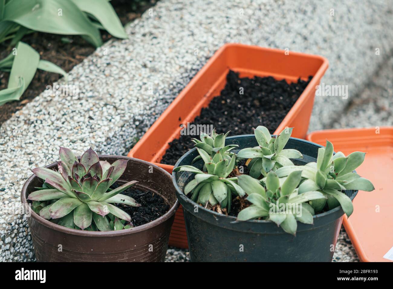 common houseleek plant in pot in garden seeding Stock Photo - Alamy