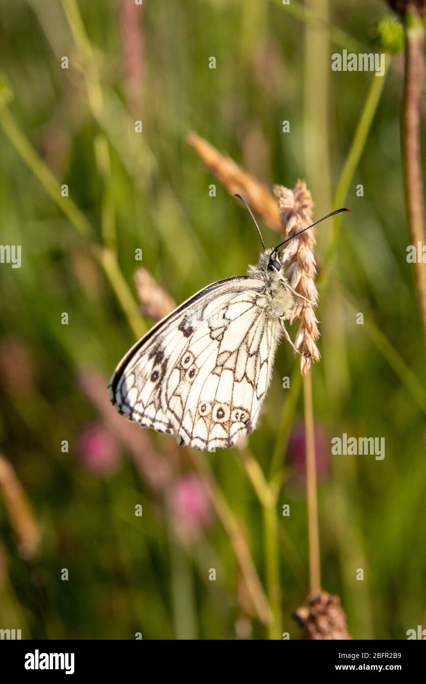 Marble white butterfly hi-res stock photography and images - Alamy