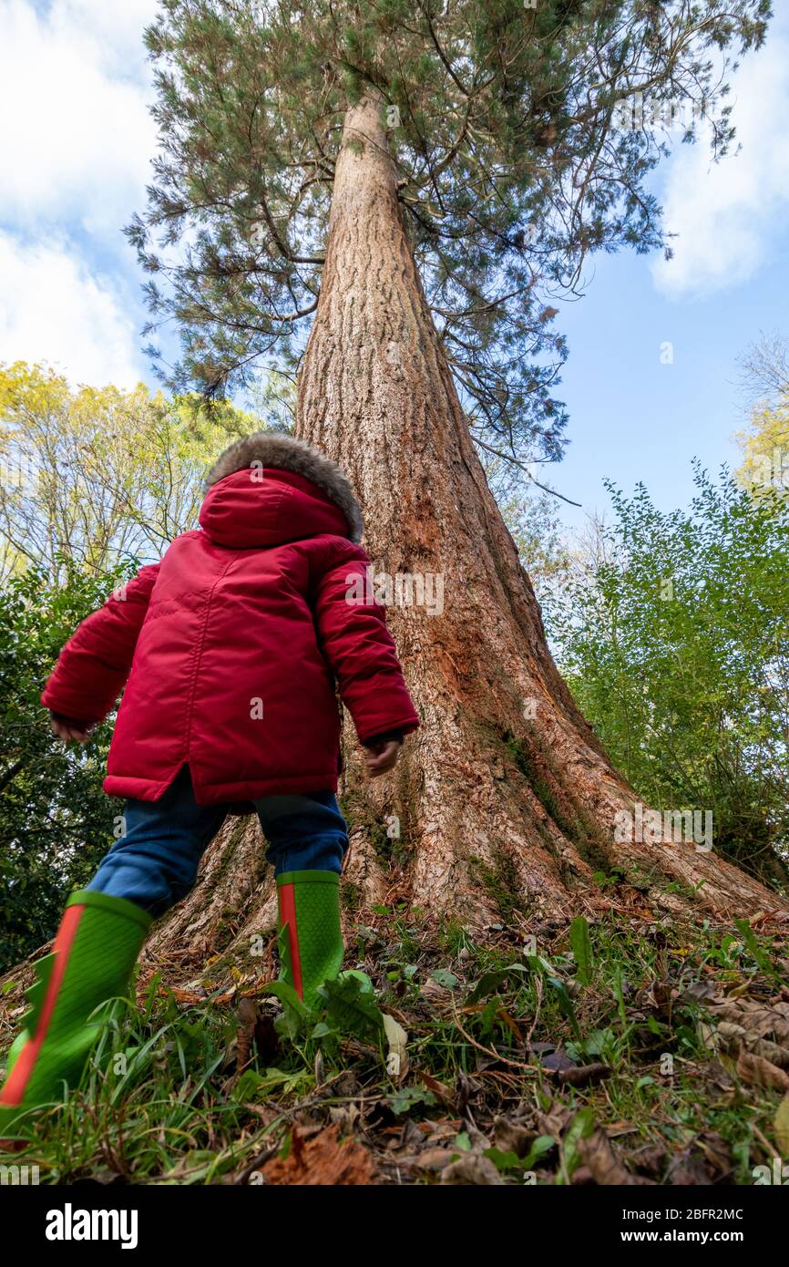 Children playing in the woods hi-res stock photography and images - Alamy
