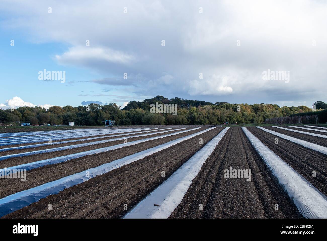 The straight lines of a freshly ploughed field with plastic protection ...