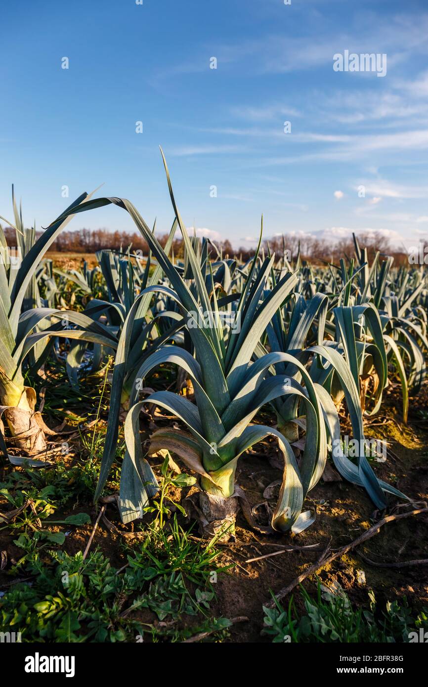 Mature leeks in the field ready for harvesting Stock Photo - Alamy