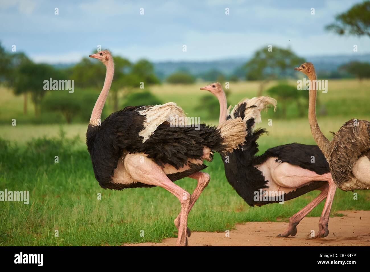 Ostriches running hi-res stock photography and images - Alamy