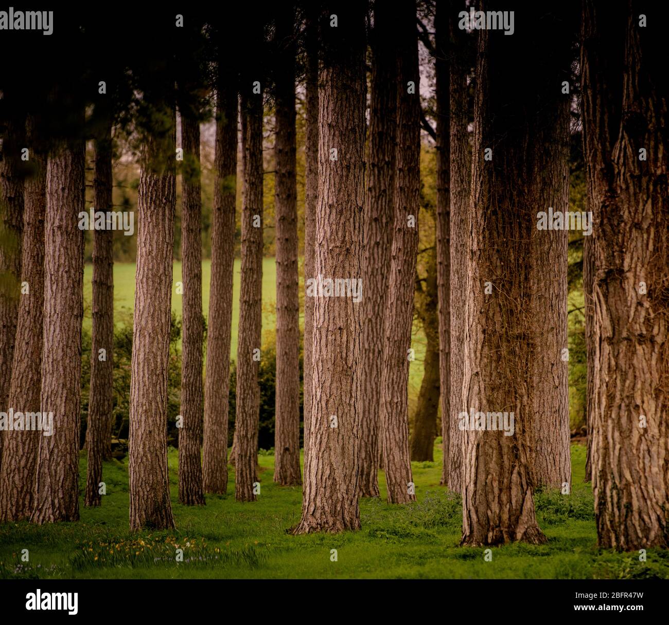 Lump of trees hi-res stock photography and images - Alamy