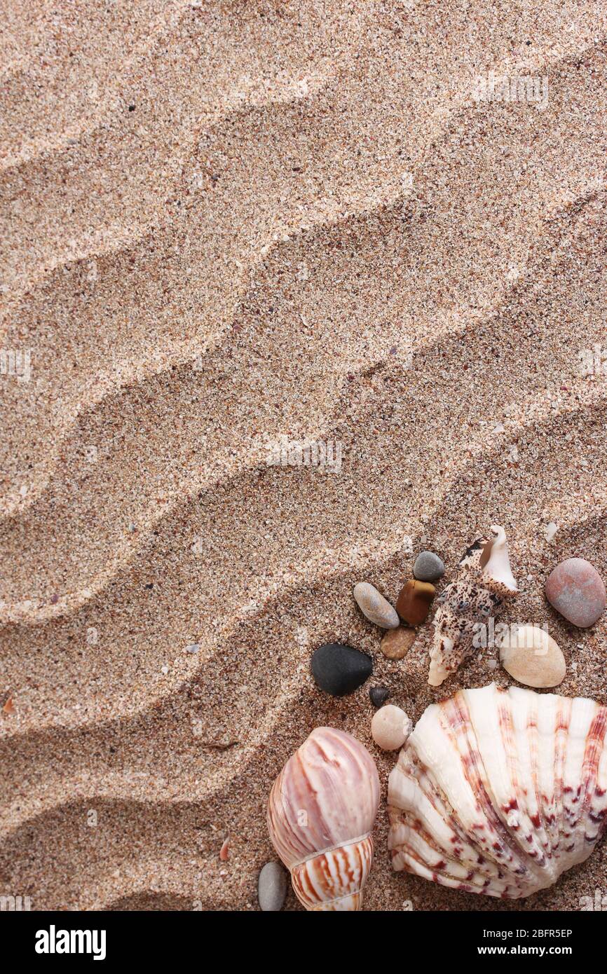 Beach with a lot of seashells background Stock Photo - Alamy