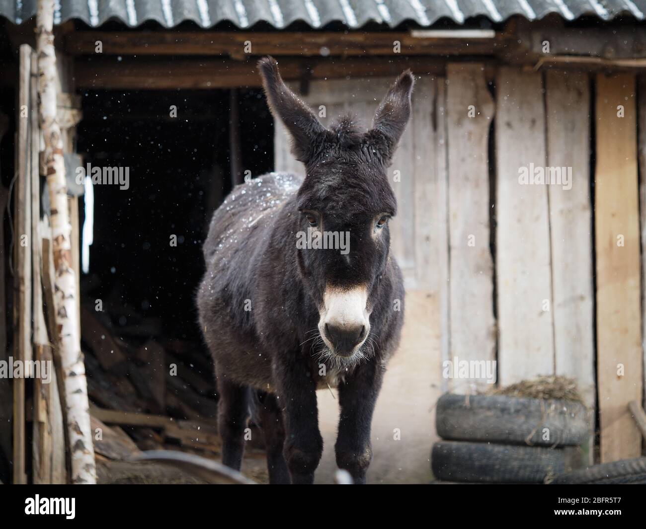 Cute donkey stands confused under the falling snow Stock Photo - Alamy