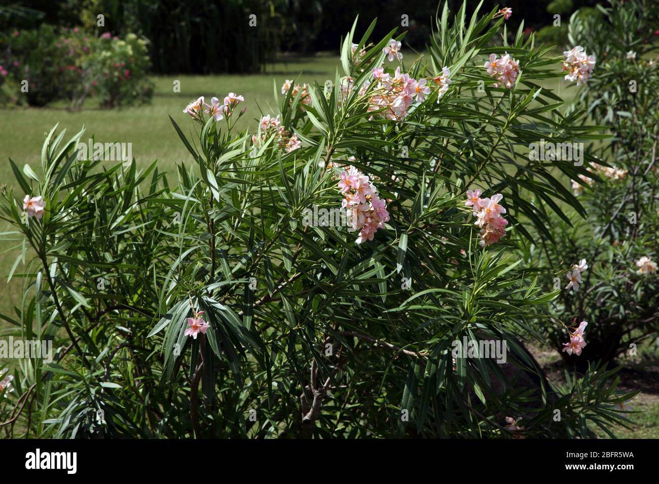 Tropical oleander hi-res stock photography and images - Alamy