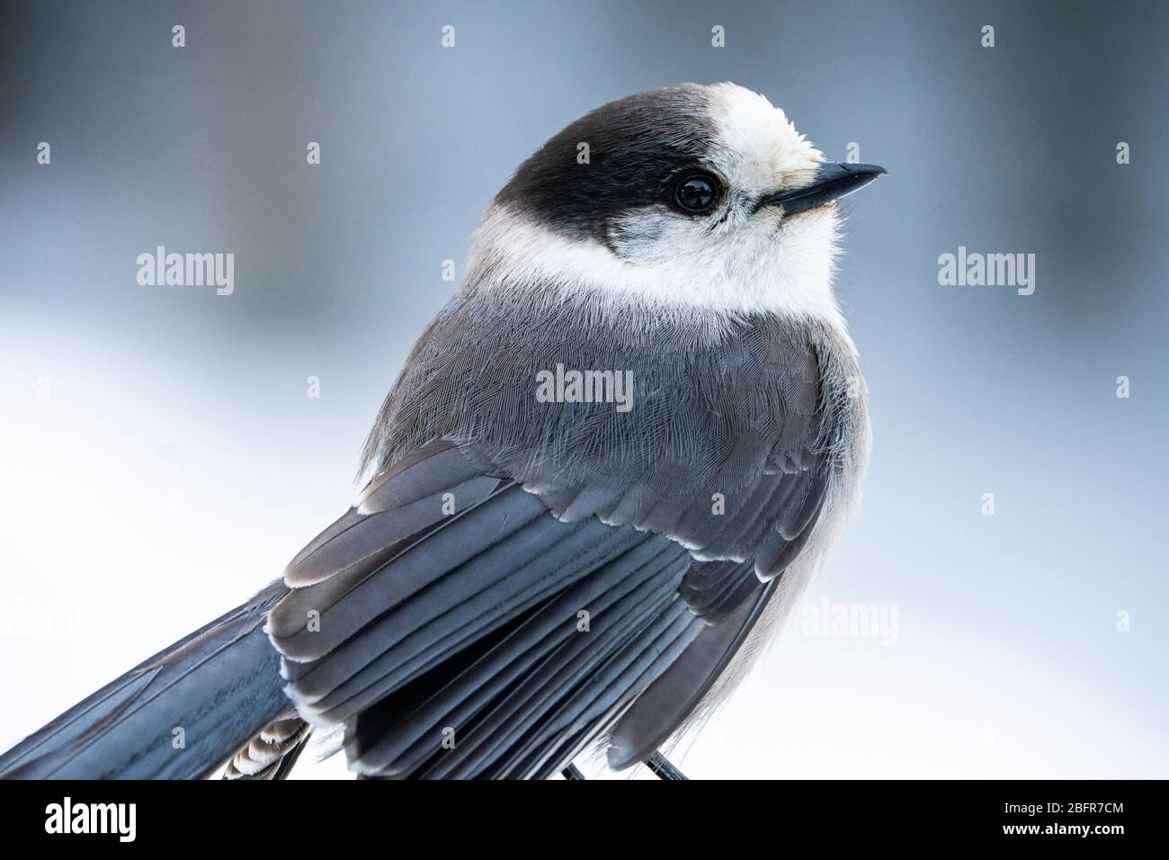 Canada jay tree hi-res stock photography and images - Alamy