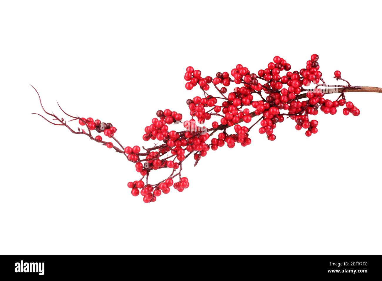 beautiful branch with red berries isolated on white Stock Photo - Alamy