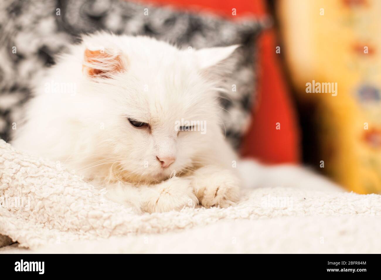 Cat sleeping sweet nap hi-res stock photography and images - Alamy