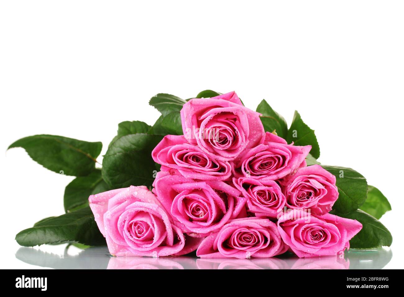 Many pink roses isolated on white Stock Photo - Alamy