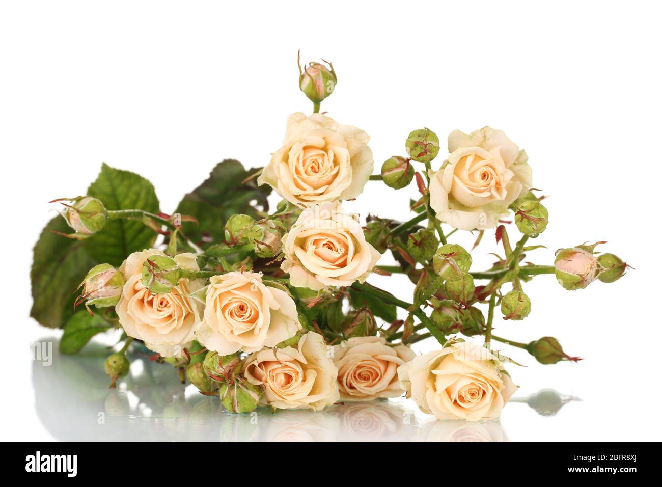 Small roses isolated on white Stock Photo - Alamy