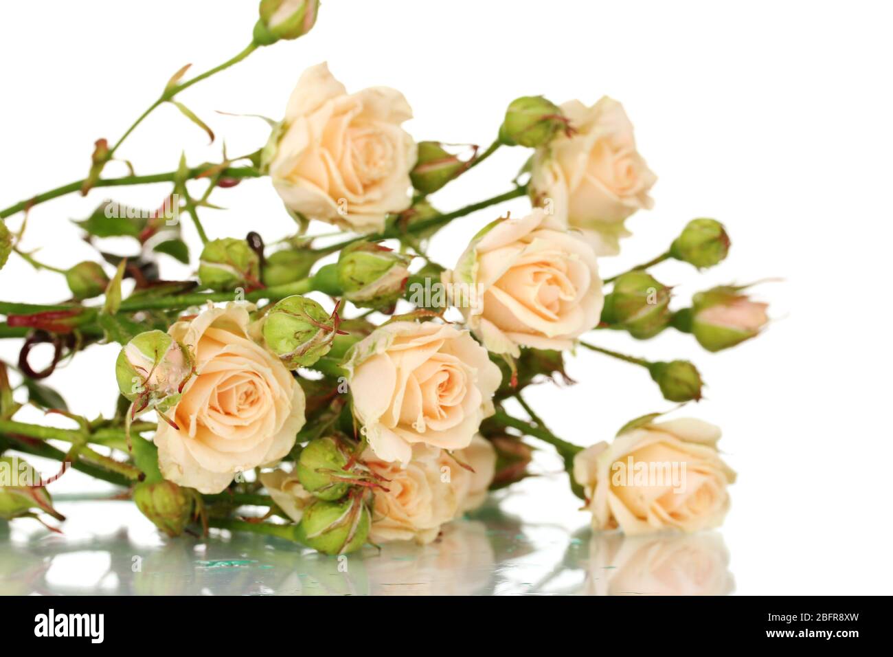 Small roses isolated on white Stock Photo - Alamy