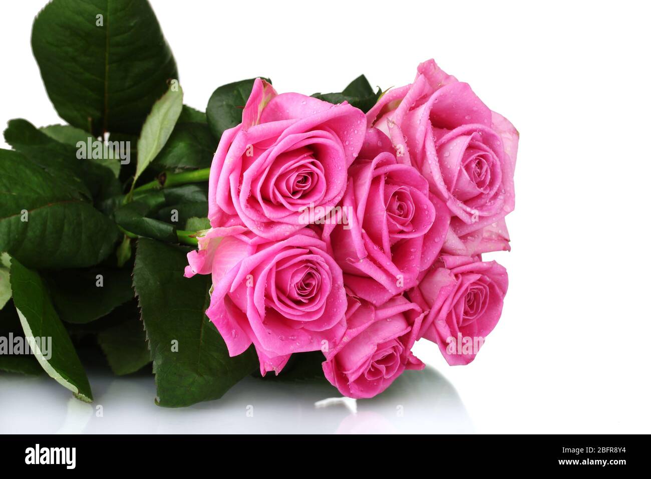 Many pink roses isolated on white Stock Photo - Alamy