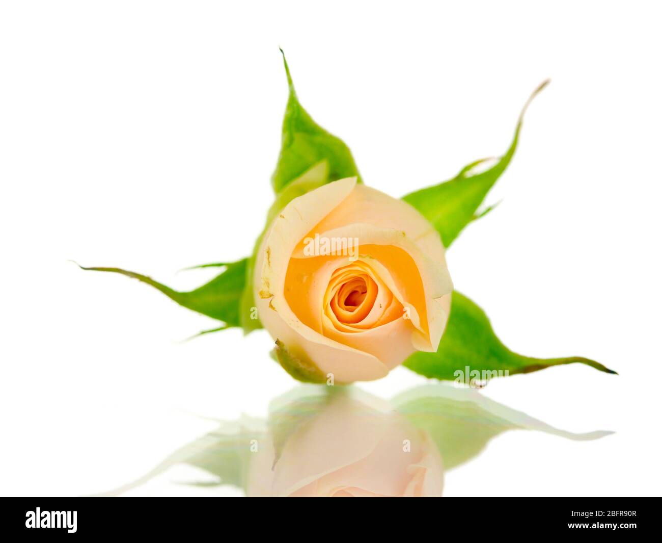Small roses on white background Stock Photo - Alamy