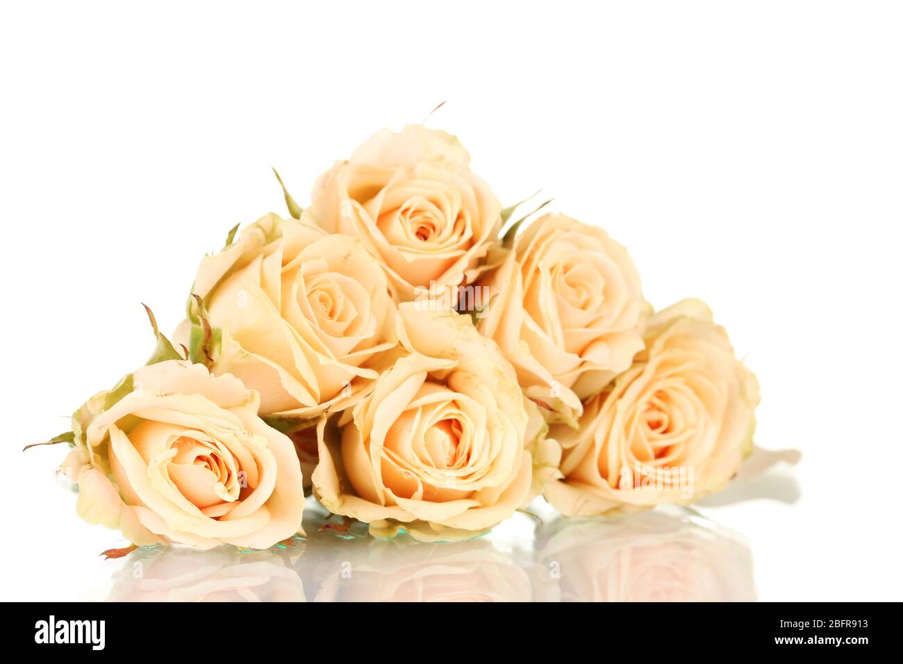Many roses on white background Stock Photo - Alamy