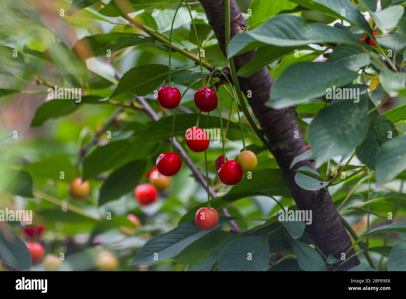 Organic fresh cherry tree Stock Photo - Alamy