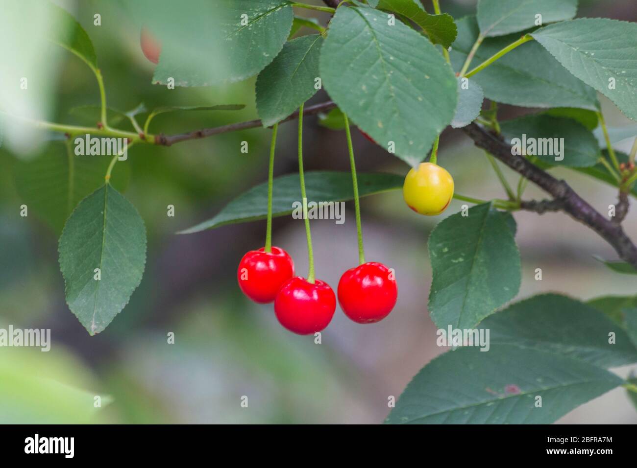 Organic fresh cherry tree Stock Photo - Alamy