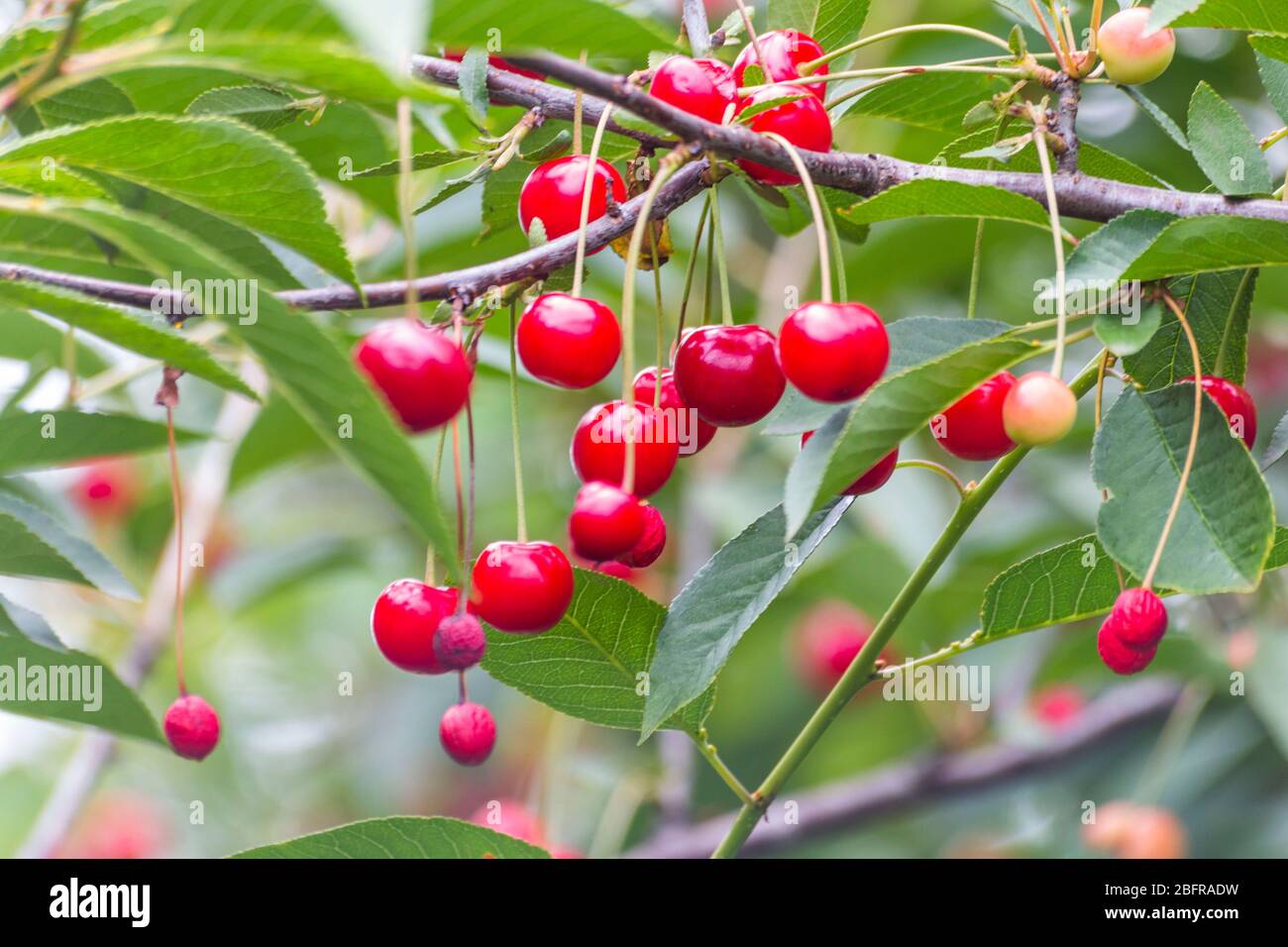 Organic fresh cherry tree Stock Photo - Alamy