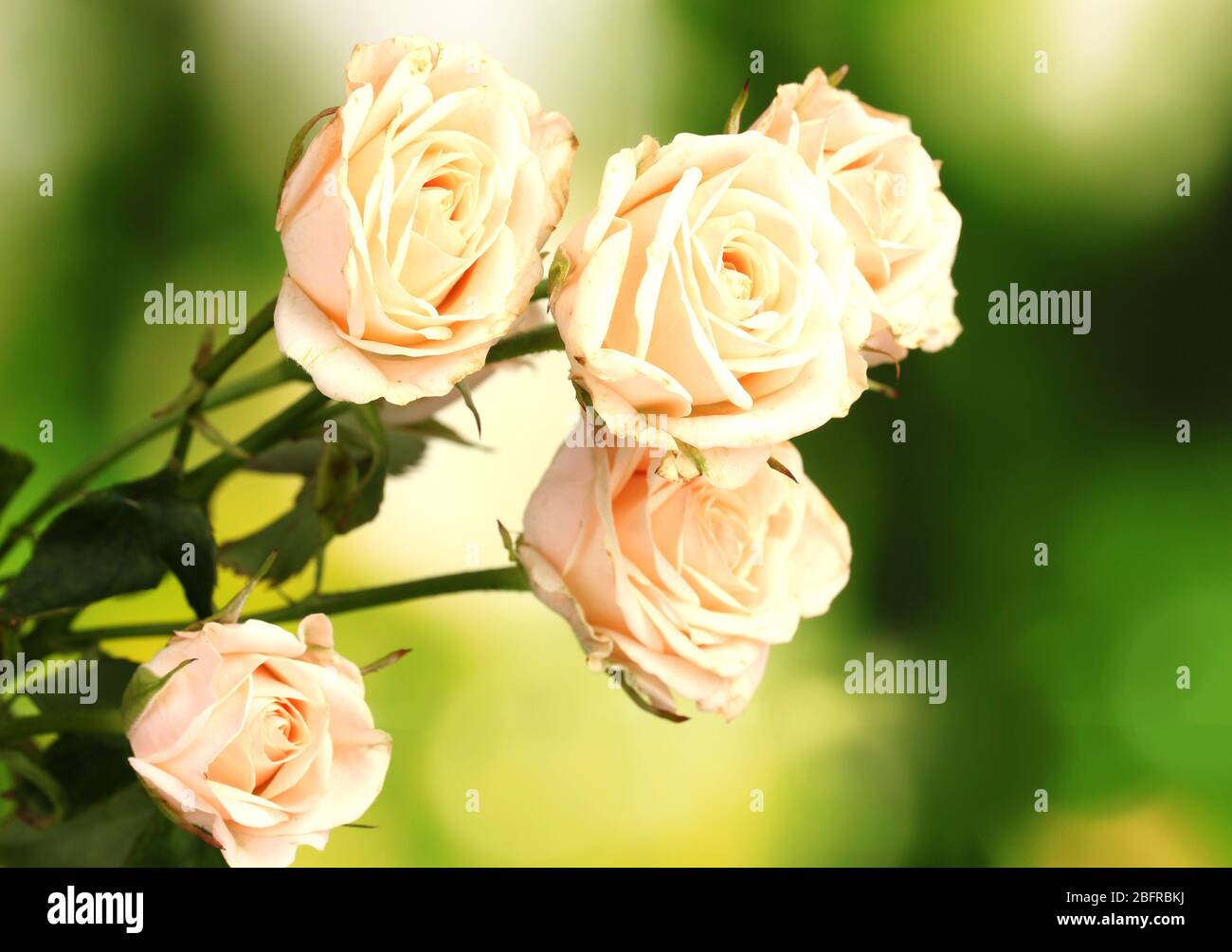 Little white roses on green Stock Photo - Alamy