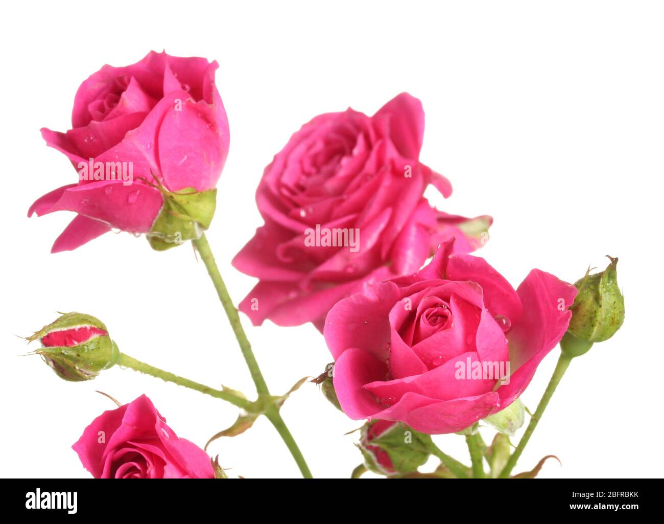 Little pink roses isolated on white Stock Photo - Alamy