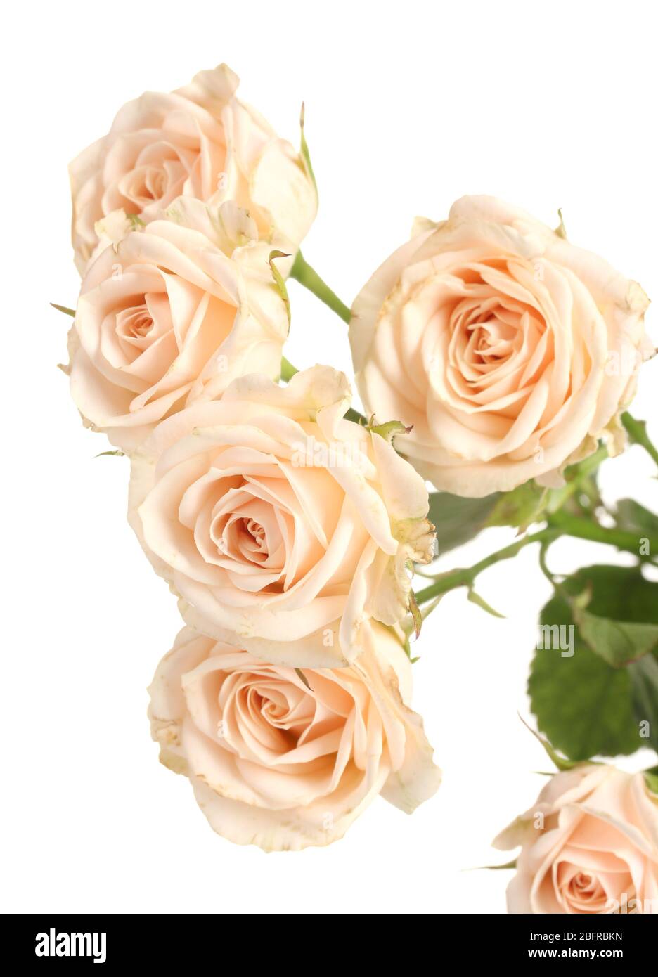 Little white roses isolated on white Stock Photo - Alamy