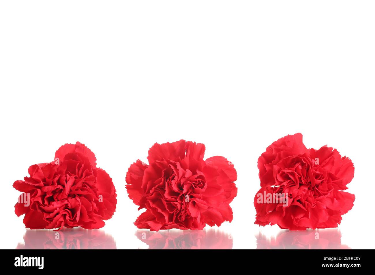 Three red carnation isolated on white Stock Photo - Alamy