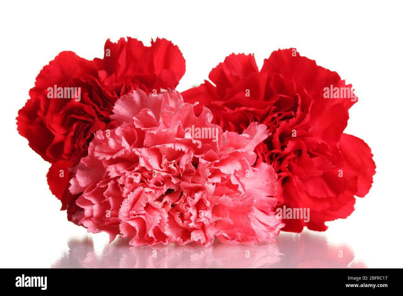 Three carnation isolated on white Stock Photo - Alamy
