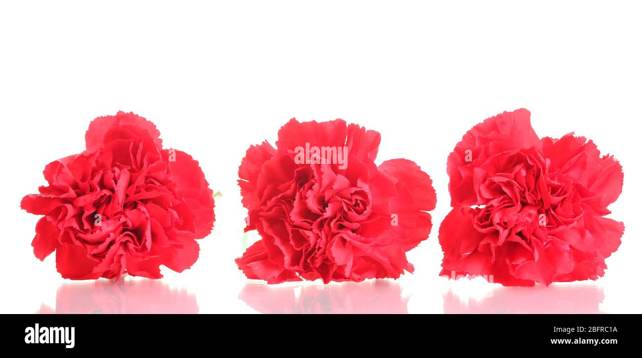 Three red carnation isolated on white Stock Photo - Alamy
