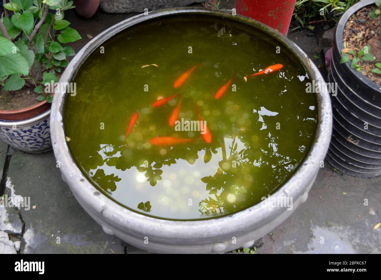 Fish in pond Stock Photo - Alamy