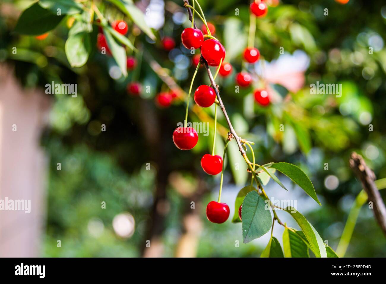 Organic fresh cherry tree Stock Photo - Alamy