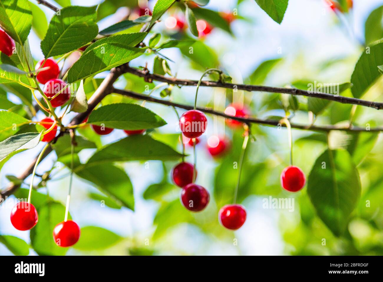Path on top cherry tree hi-res stock photography and images - Alamy