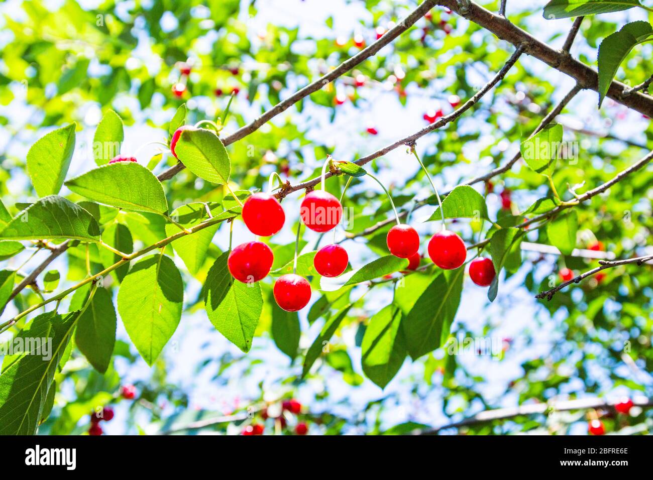 Organic fresh cherry tree Stock Photo - Alamy